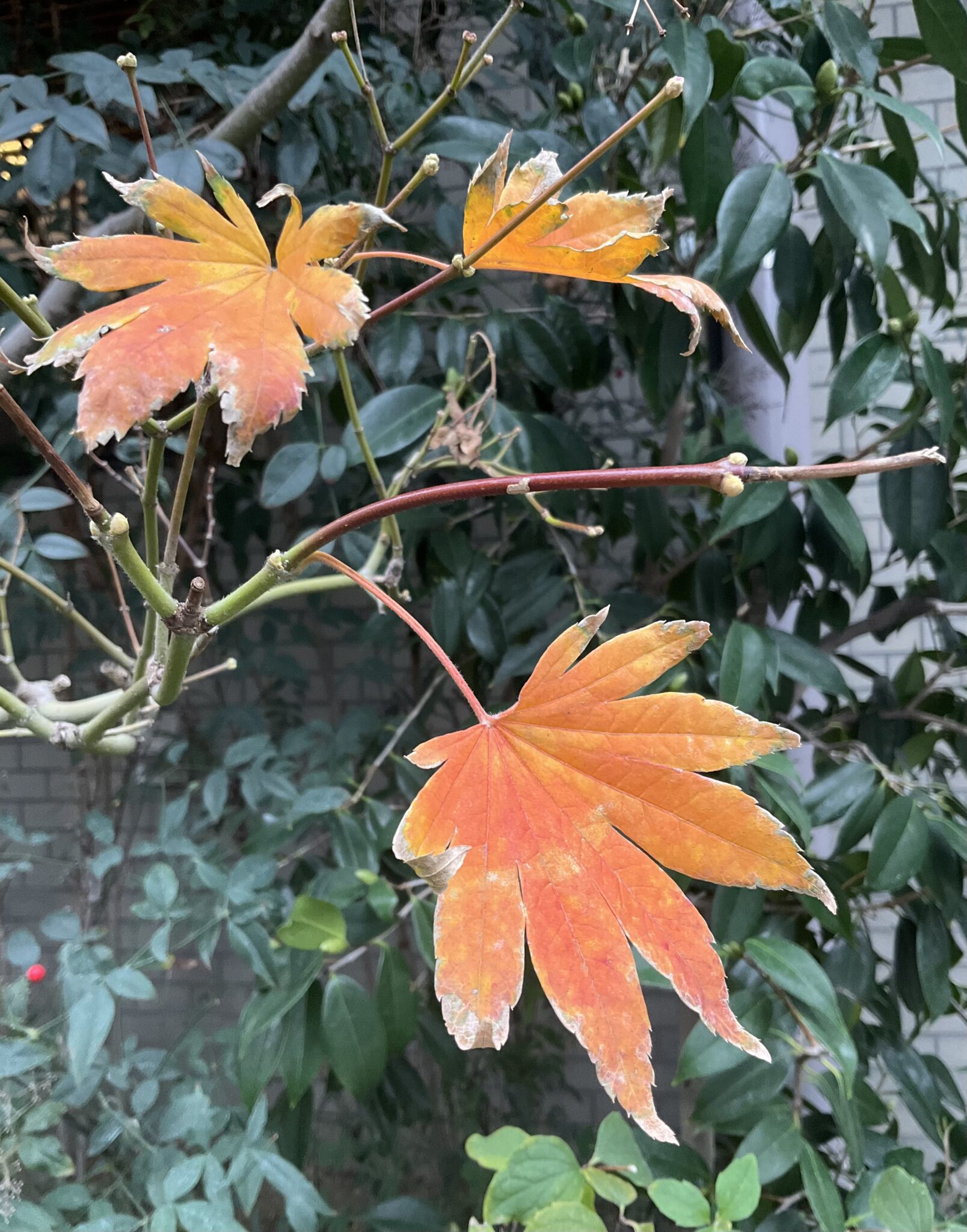 短歌｢好日｣2025年12月号より – 言葉